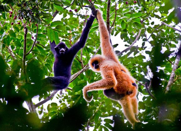 The World Rarest Mammal; Critically Endangered Hainan Gibbon (nomascus ...